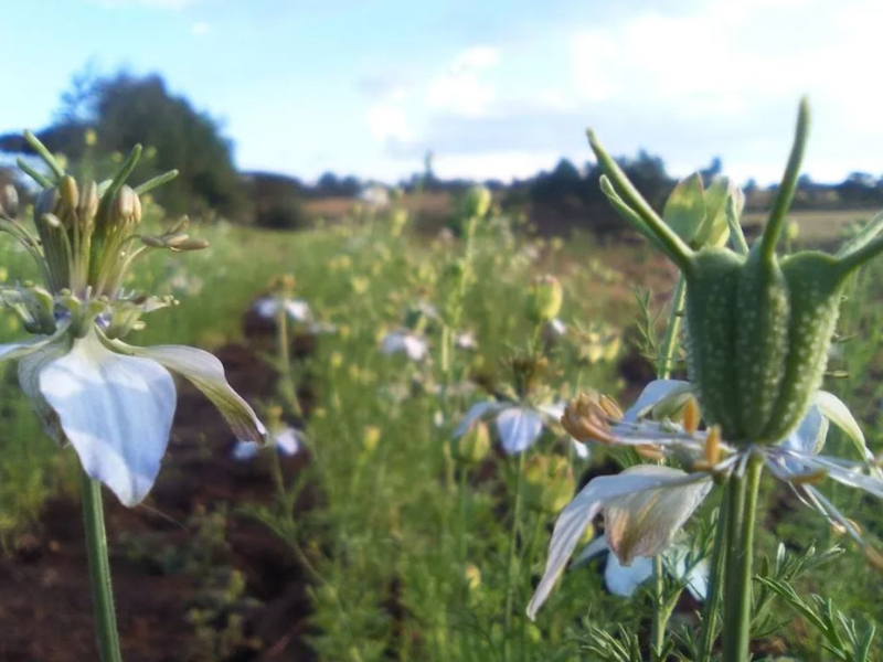 Production Agriculture | American Society of Agronomy