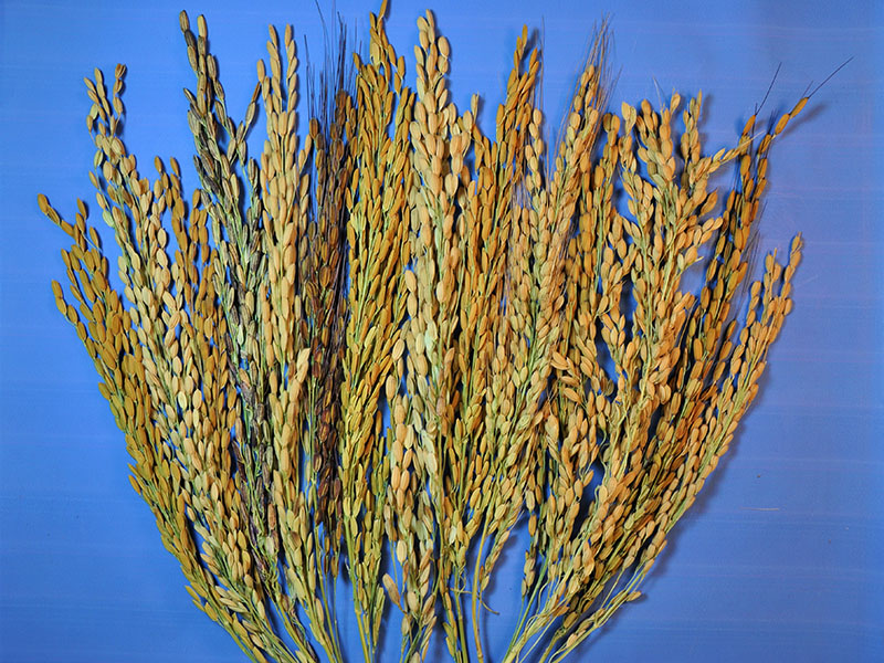 Rice Panicle